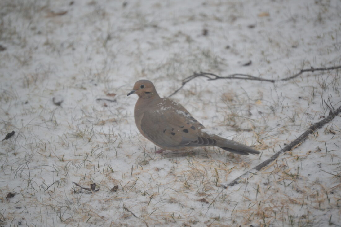 The lovey dovey pigeons of Escanaba | News, Sports, Jobs - Daily Press